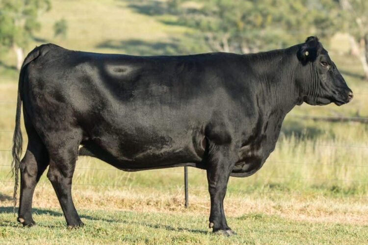 LivestockHub – Australia's Livestock Marketplace