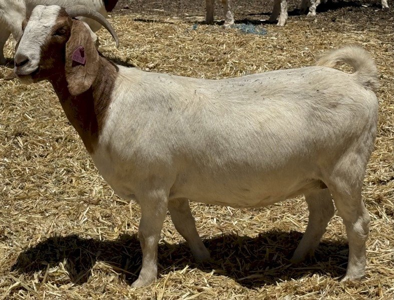 Stud Registered boer goats – LivestockHub