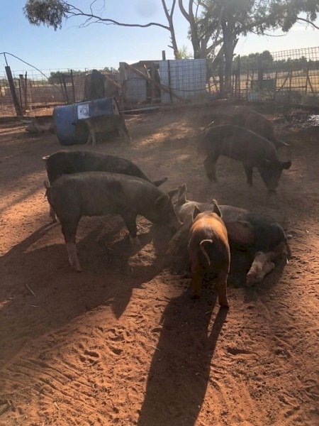 25 piglets for sale – LivestockHub