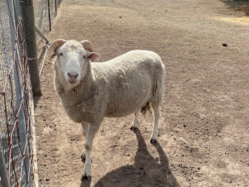 Ram – mixed breed – LivestockHub