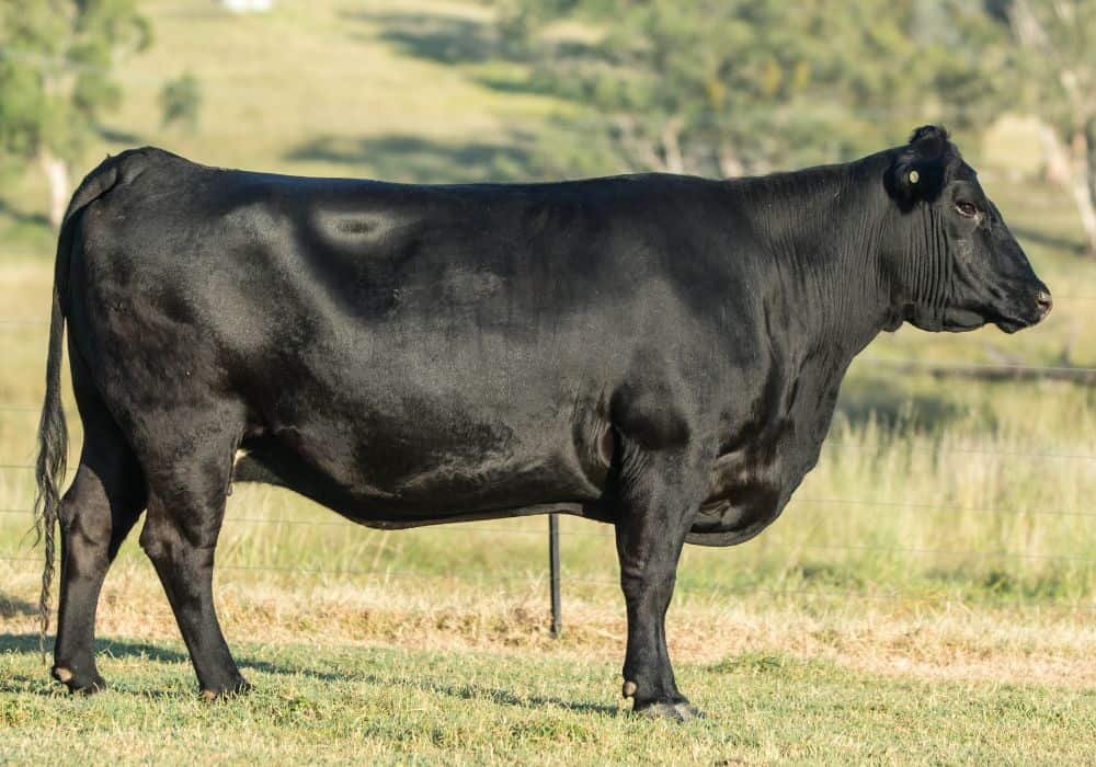 Angus Cattle for sale in NSW – LivestockHub