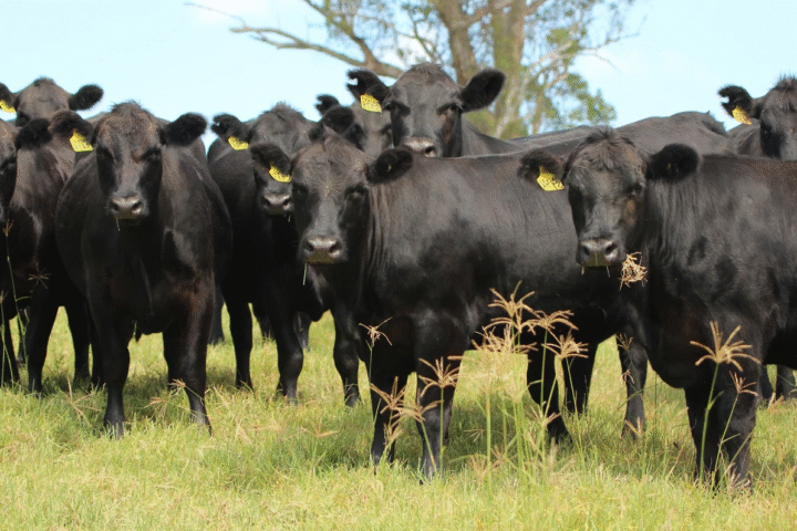 What’s a Good Price for Angus Cattle in Australia? – LivestockHub