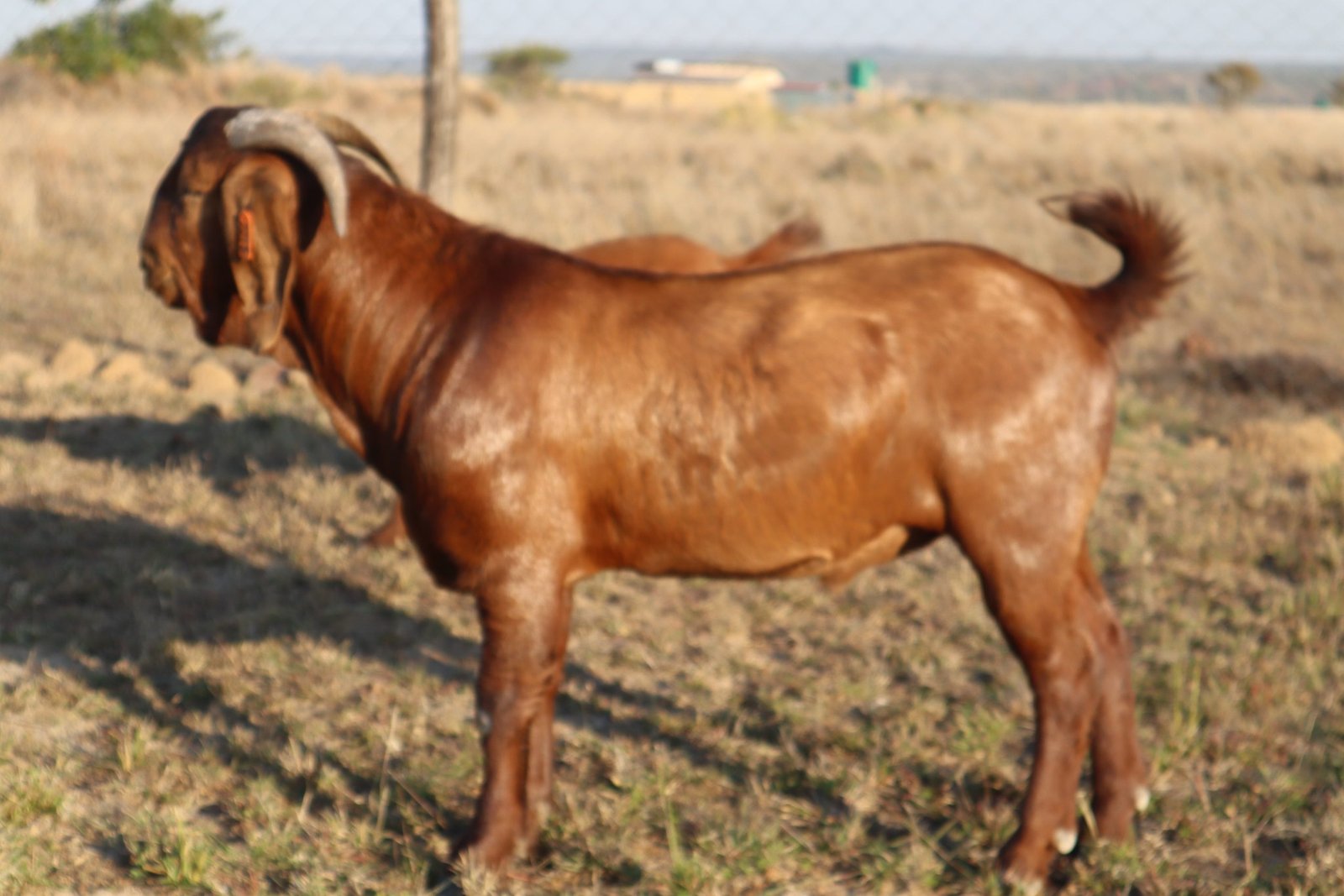 Kalahari Red goats in Wagga Wagga, NSW. – LivestockHub
