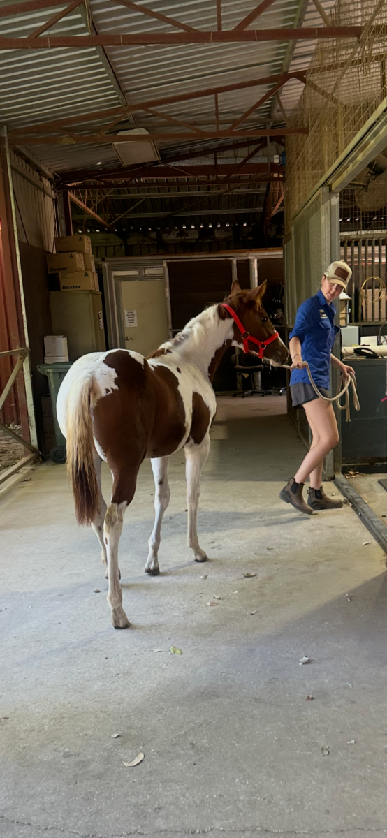 Quarter/Paint – LivestockHub