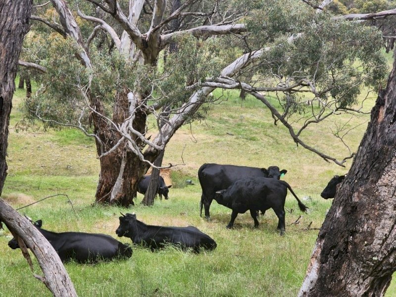 Dexter Cattle with Calves at foot – LivestockHub