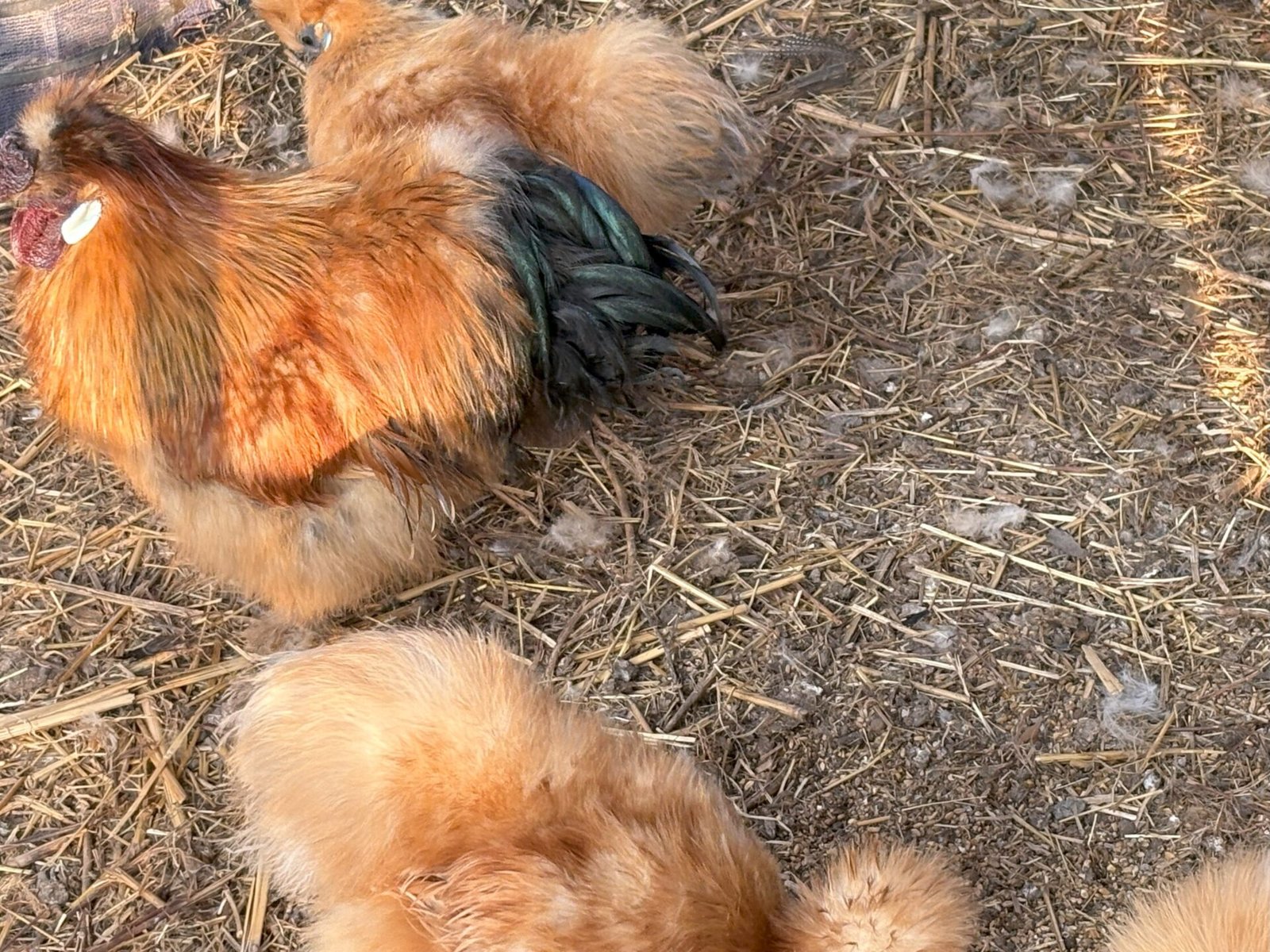 Silkies Pure Many colors Fertile Eggs. – LivestockHub